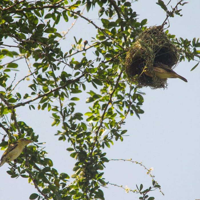 Birding Around Yogyakarta City – BIRDPACKER